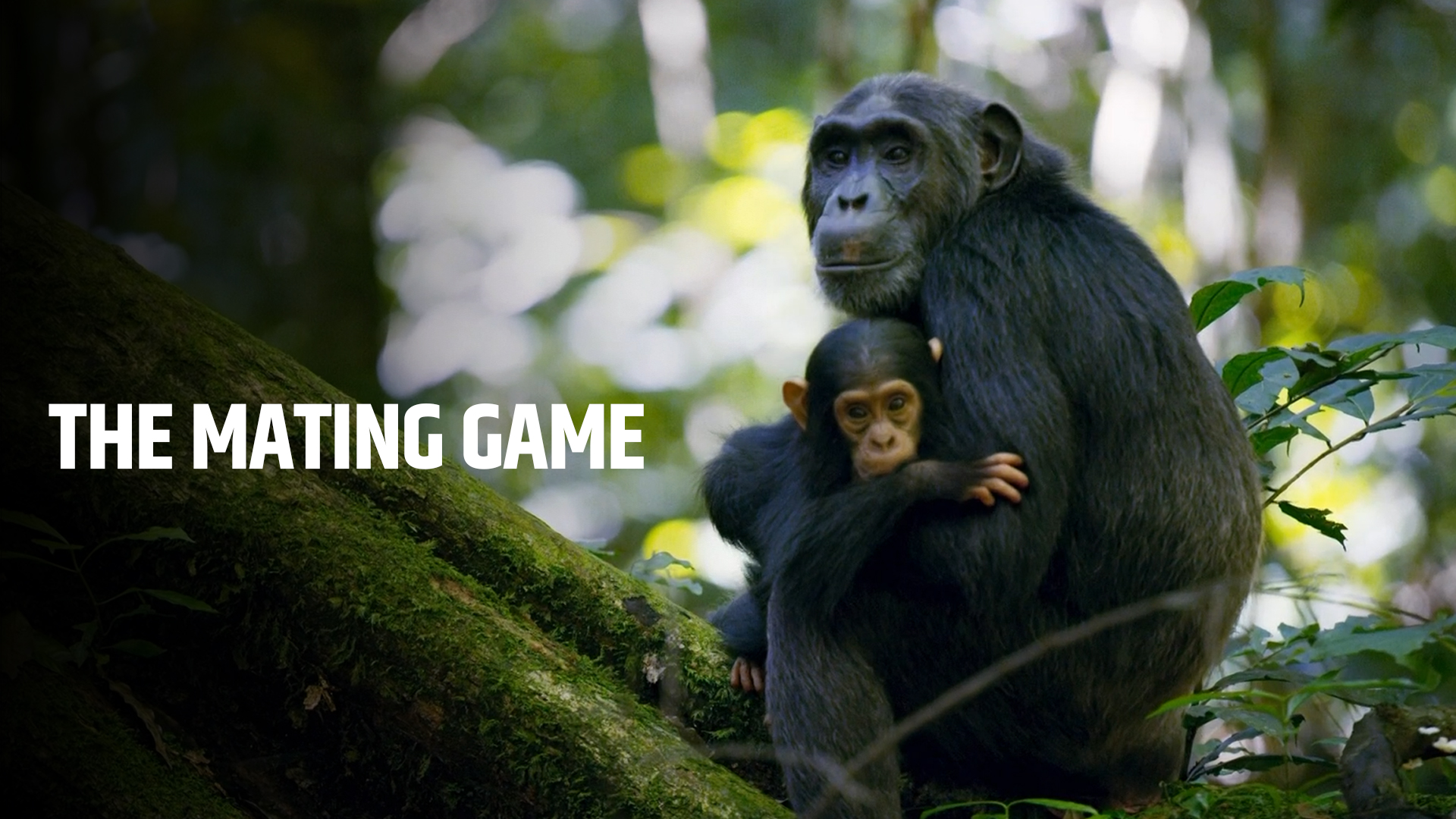 The Mating Game TV Show Online - All Latest Episodes Available on Sony LIV