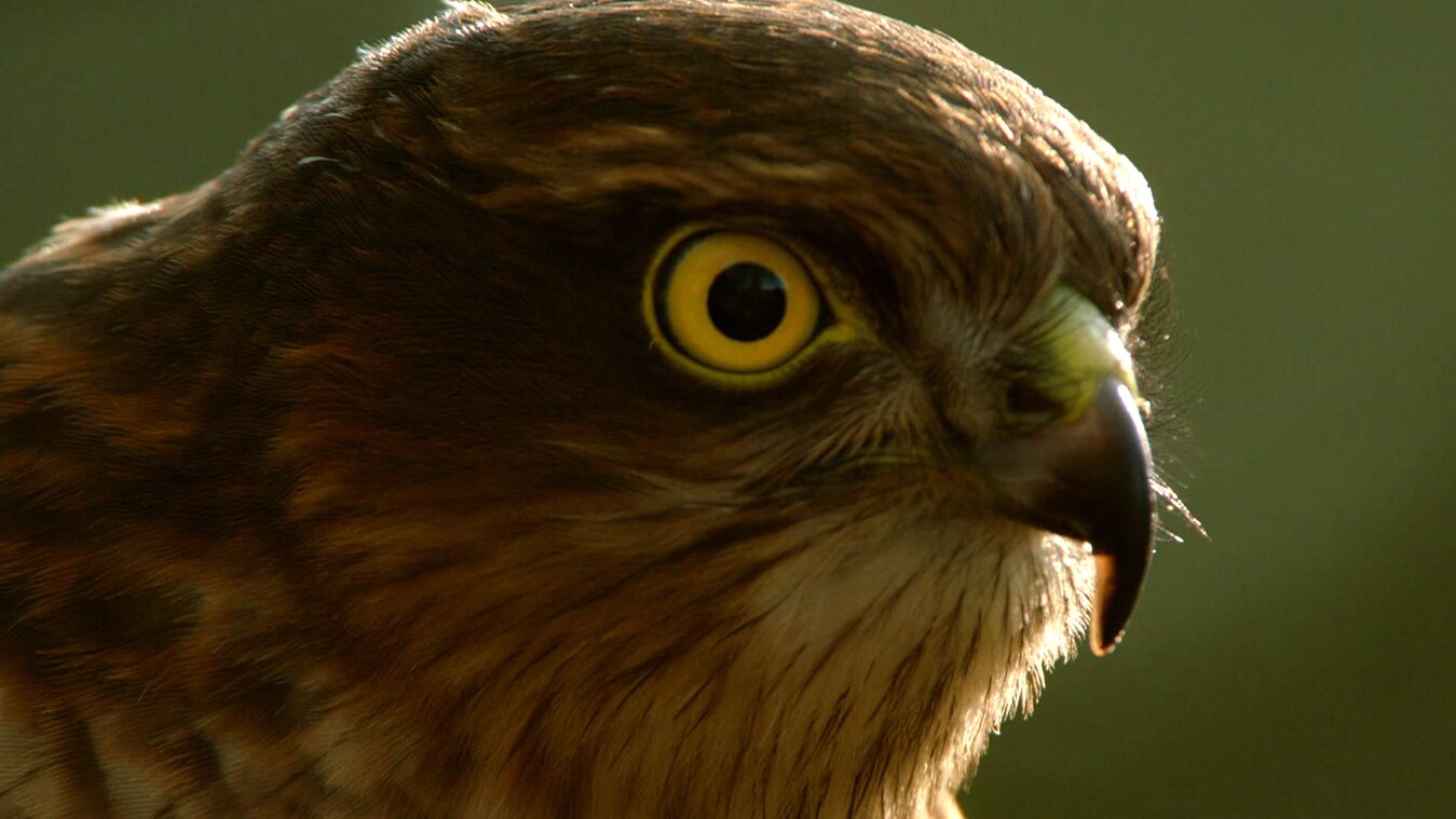 Watch Life in the Air Episode No. 2 TV Series Online - Masters Of The ...