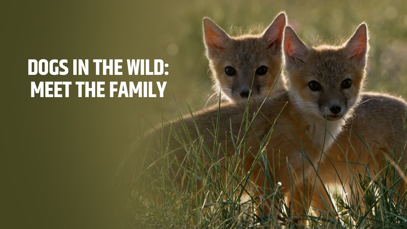 Watch The Dogs In The Wild: Meet The Family All Full Episodes Online ...